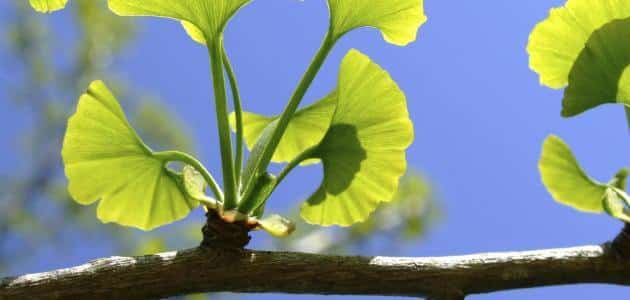 فوائد عشبة جنكو بيلوبا للاطفال - مقال