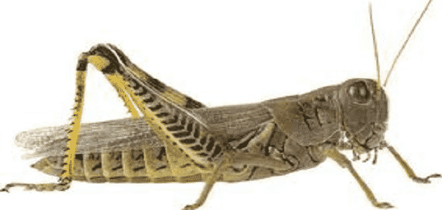 حشرة الجراد المهاجر - مقال
