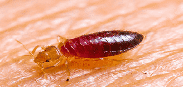 كيف تقتل بيض البق - مقال